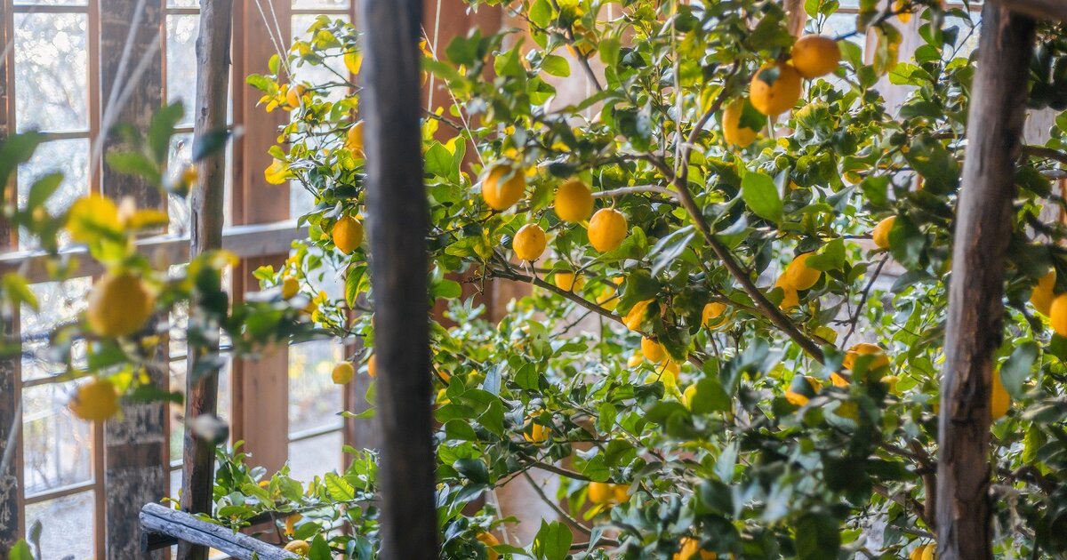Limoni del Garda | Limonaie del Garda | Garda Lombardia